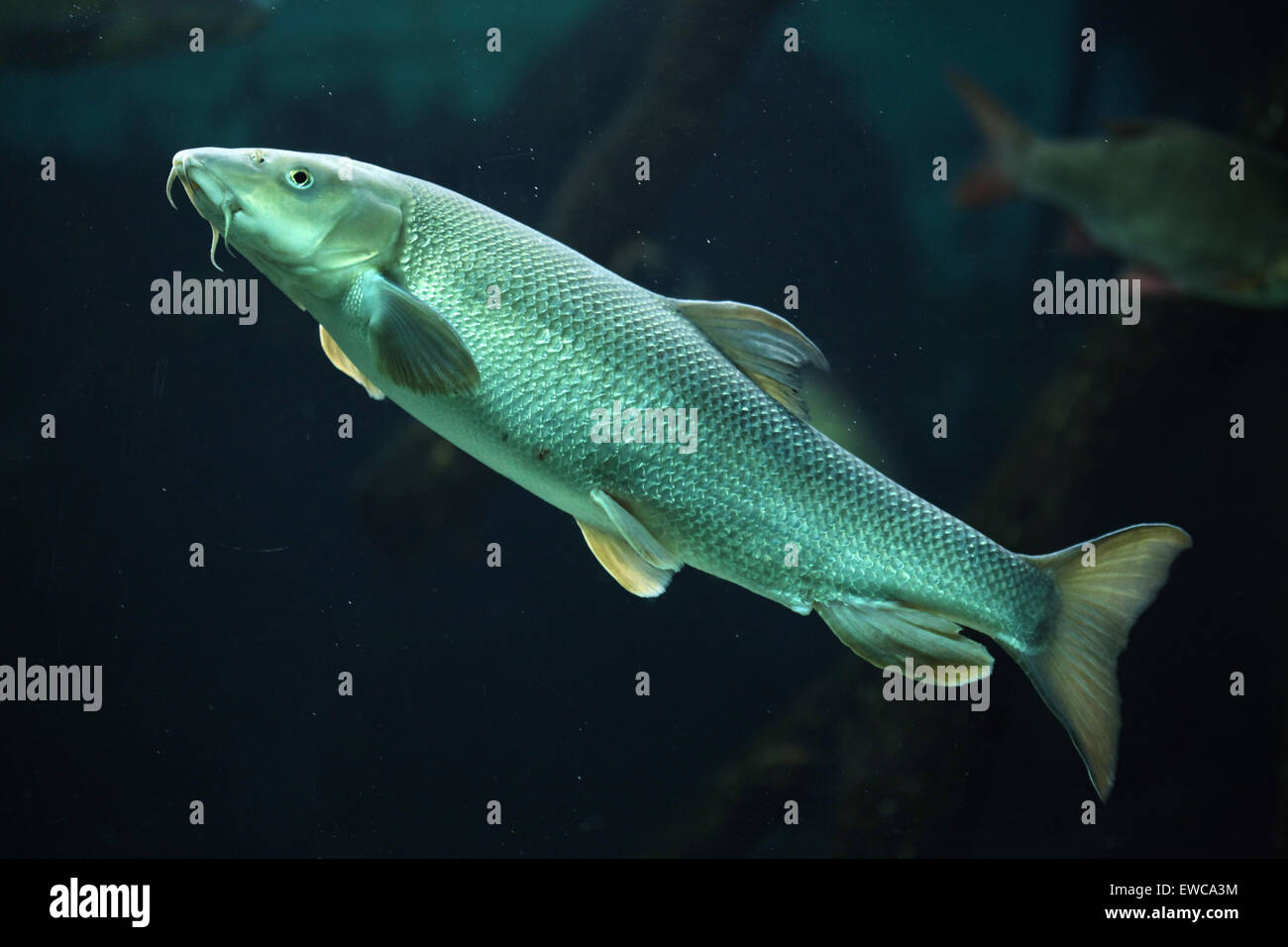 Barbe fisch fluss -Fotos und -Bildmaterial in hoher Auflösung – Alamy