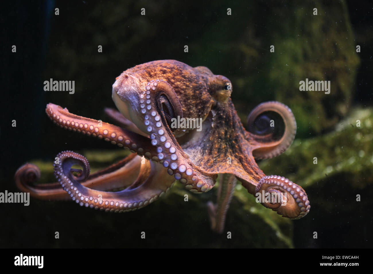 Gewöhnlicher krake -Fotos und -Bildmaterial in hoher Auflösung – Alamy