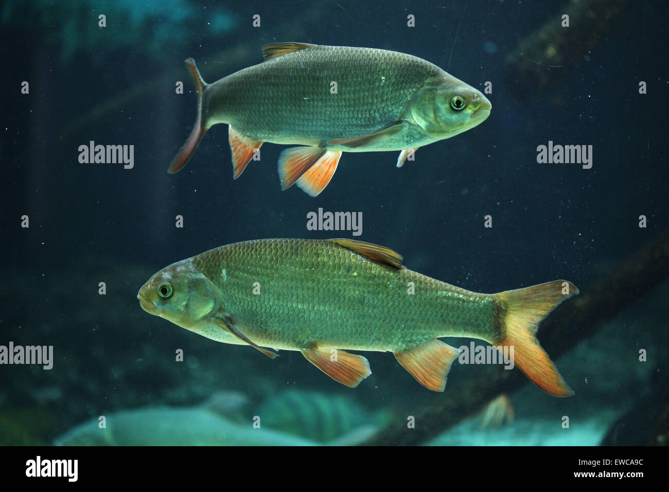 Gemeinsamen Rotfeder (Scardinius Erythropthalmus) im Frankfurter Zoo in ...