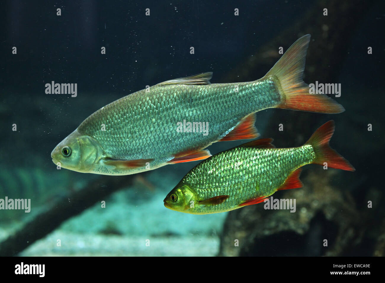 Gemeinsamen Rotfeder (Scardinius Erythropthalmus) im Frankfurter Zoo in ...