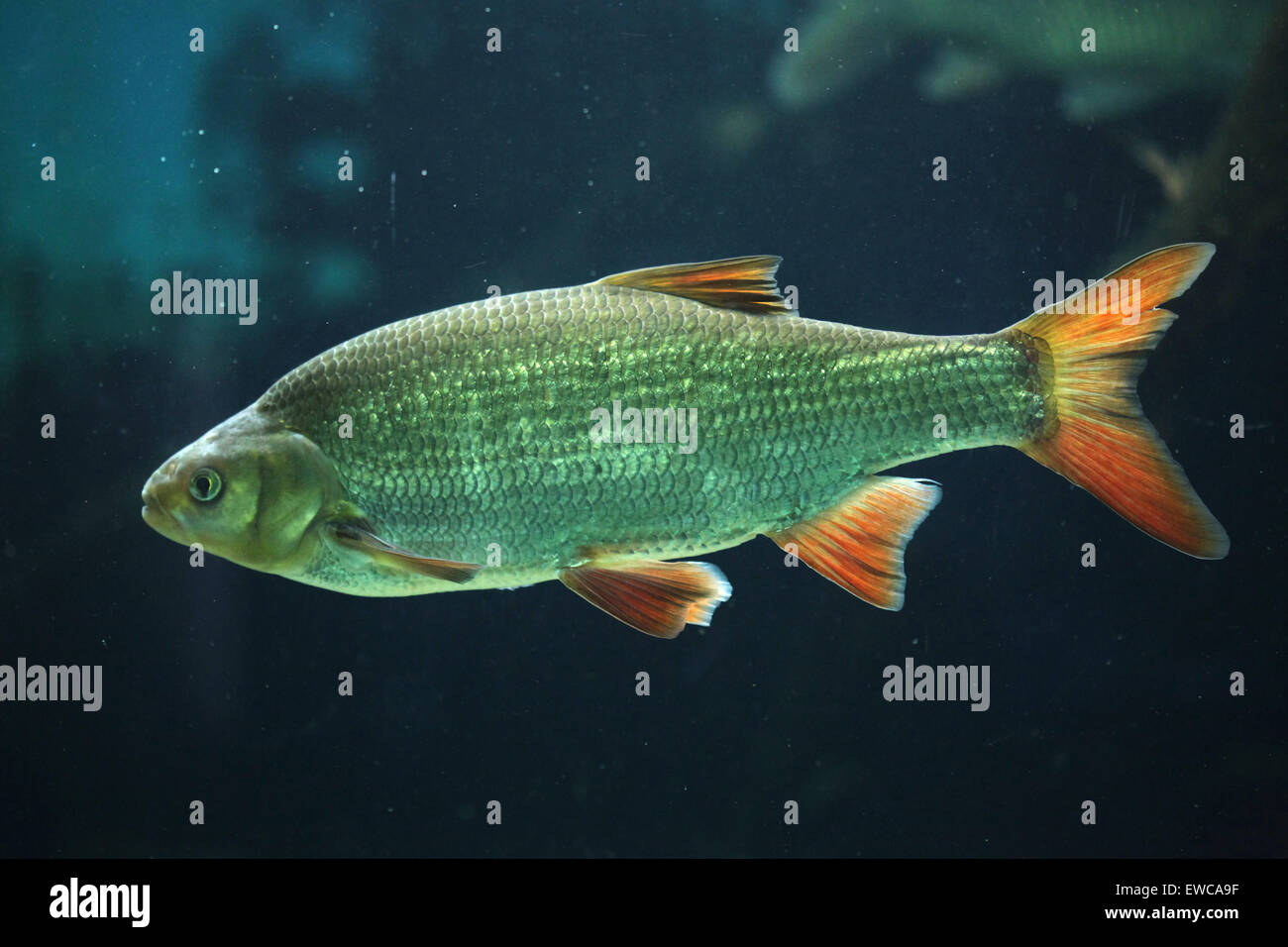 Rotfeder Fisch Stockfotos und -bilder Kaufen - Alamy