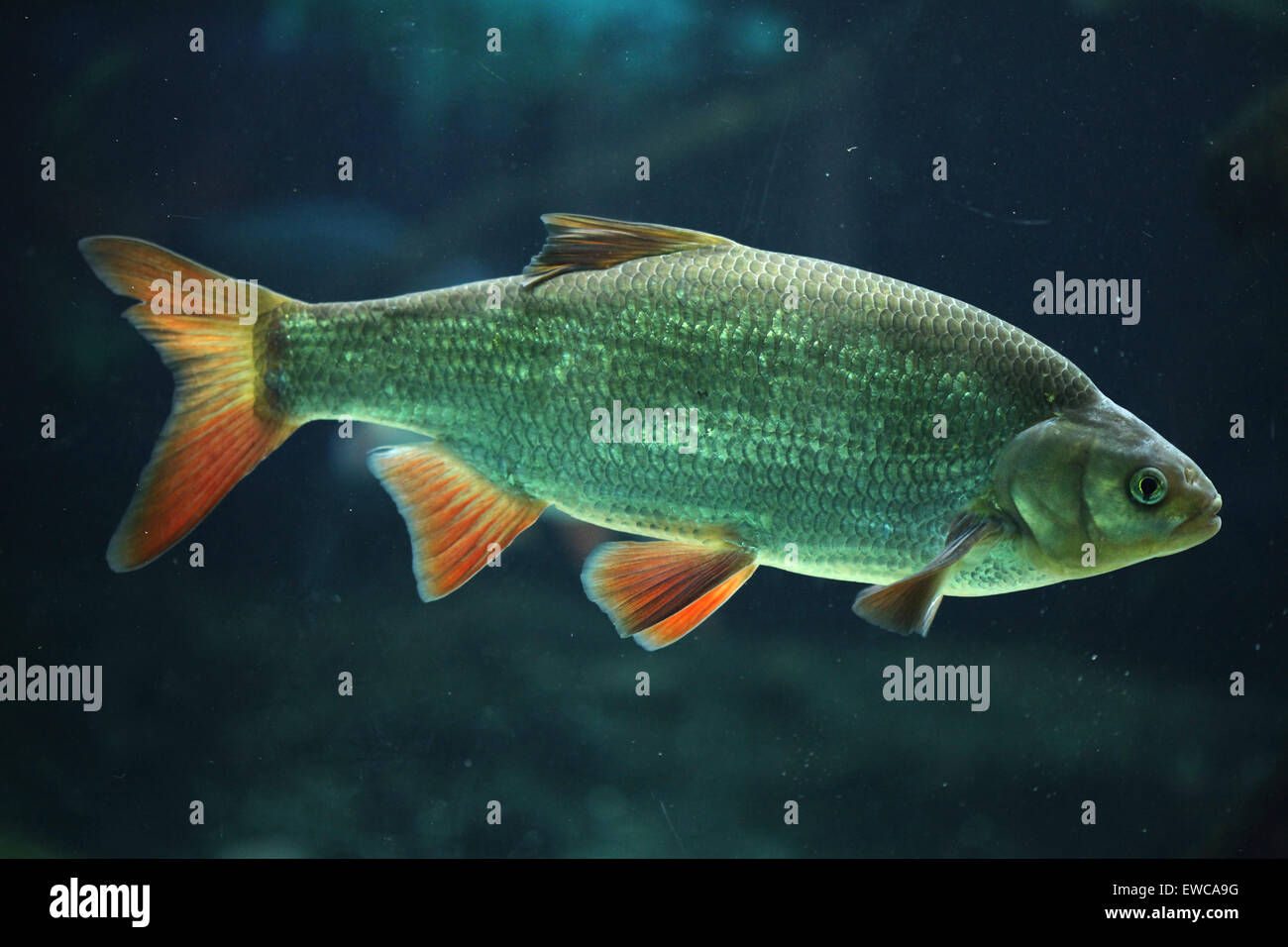 Gemeinsamen Rotfeder (Scardinius Erythropthalmus) im Frankfurter Zoo in ...