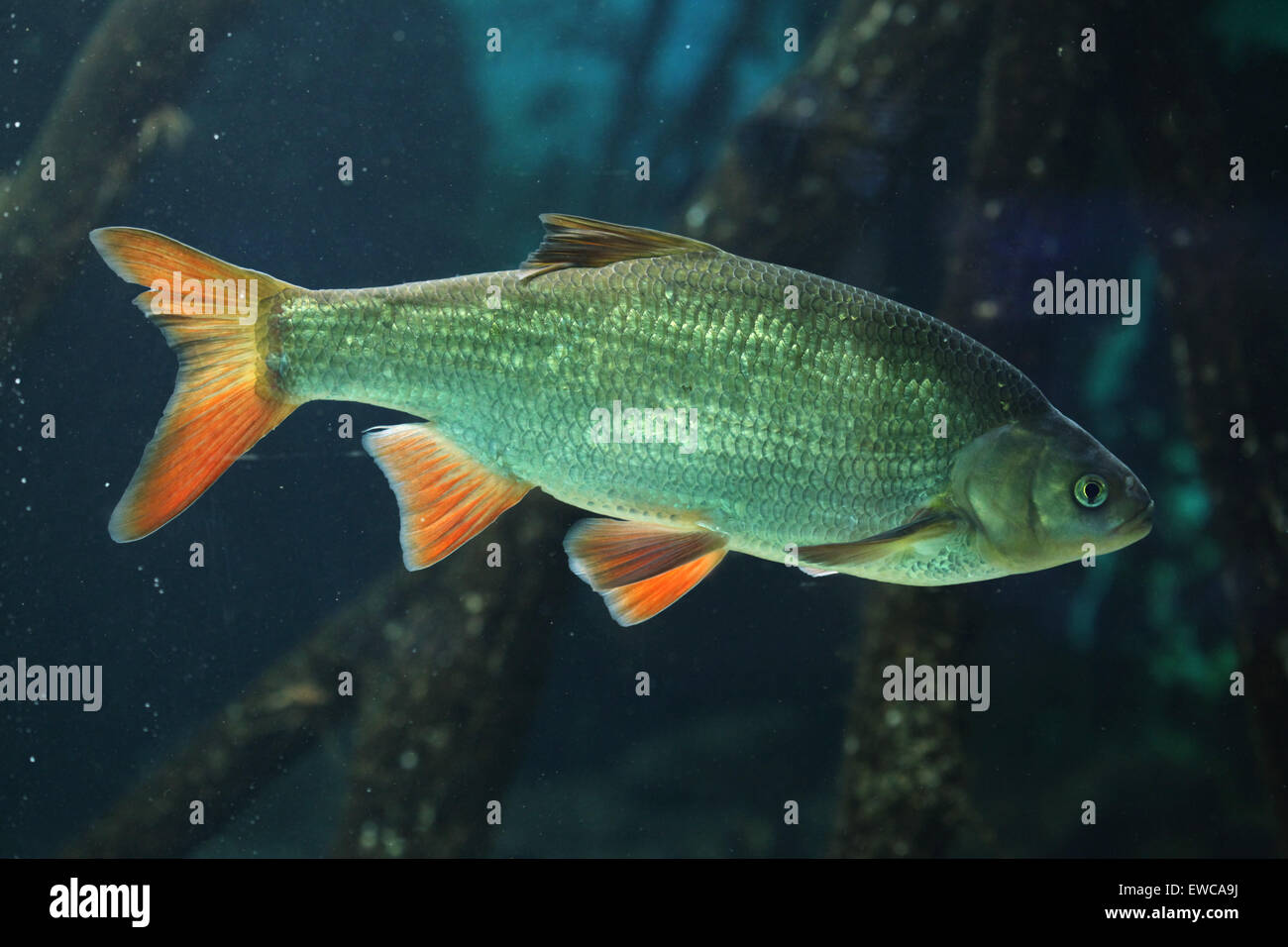 Rotfeder Fisch Stockfotos und -bilder Kaufen - Alamy
