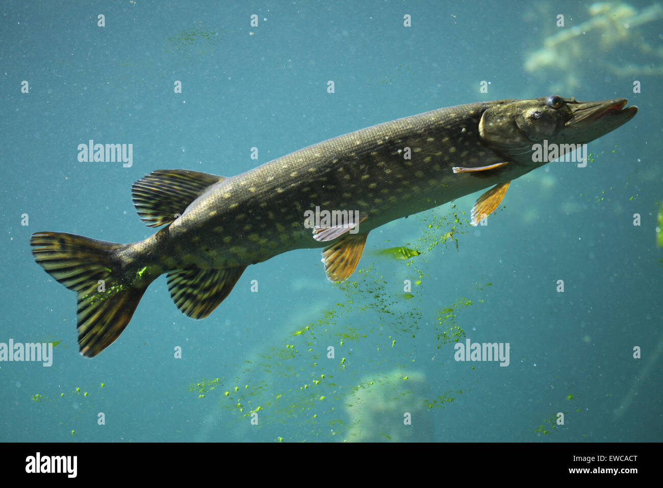 Hecht fisch -Fotos und -Bildmaterial in hoher Auflösung – Alamy