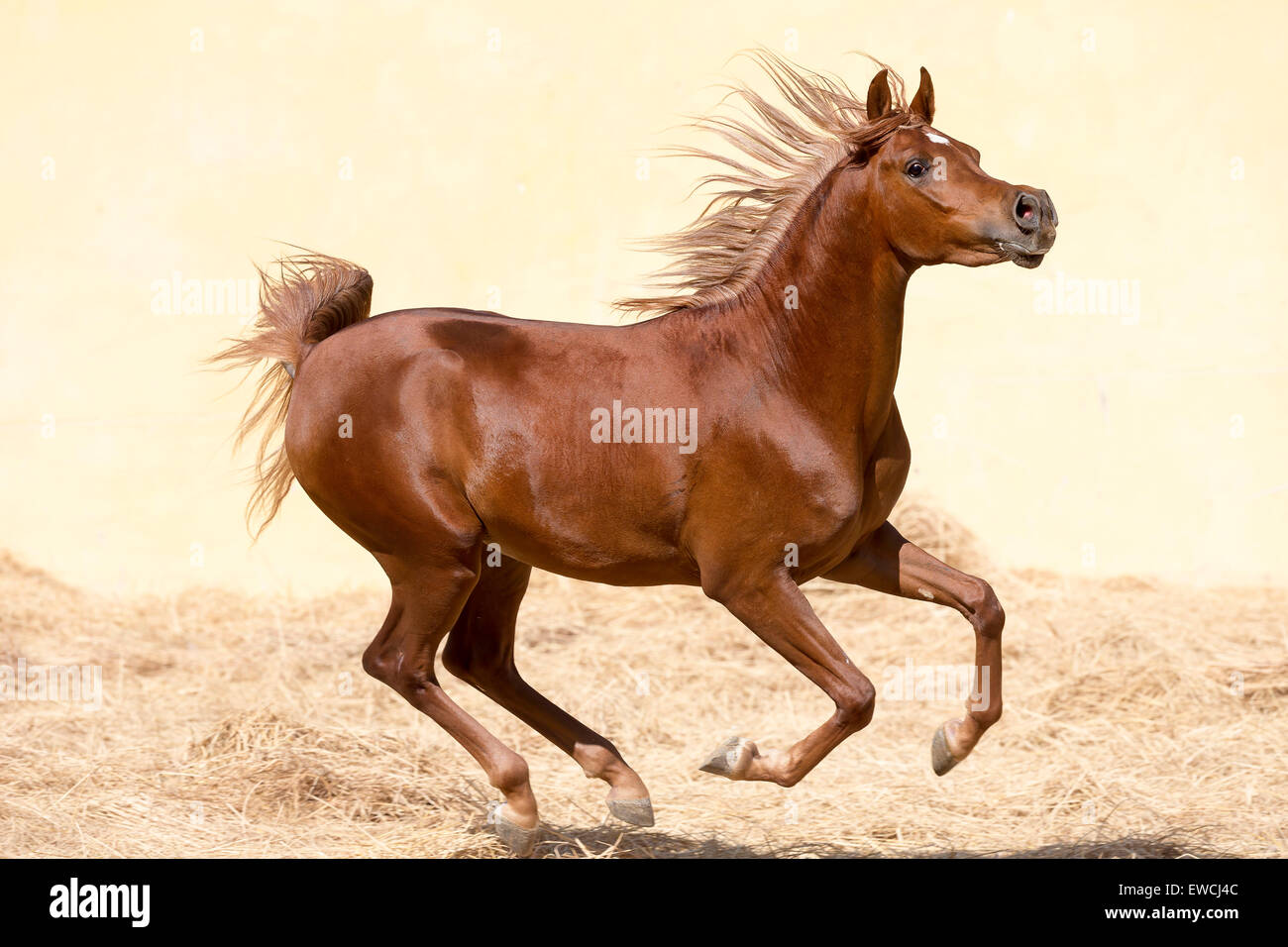 Arabisches Pferd. Fuchshengst in einer Koppel galoppieren. Ägypten ...