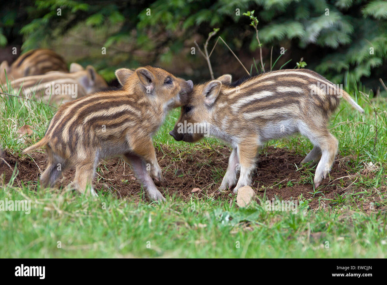 Wildschwein quietscher -Fotos und -Bildmaterial in hoher Auflösung – Alamy