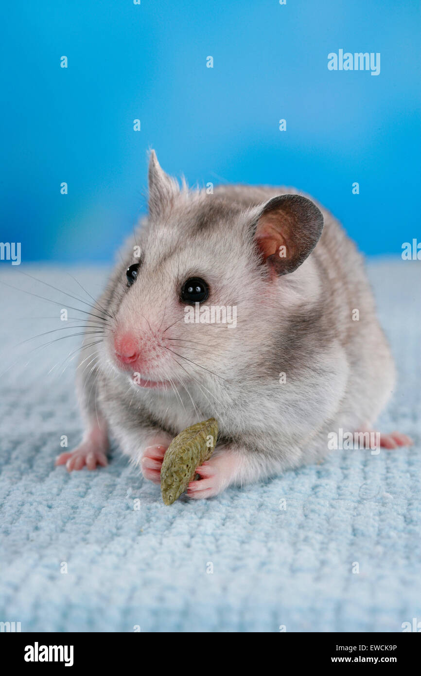 Goldhamster, Haustier Hamster (Mesocricetus Auratus). Erwachsene Essen ...
