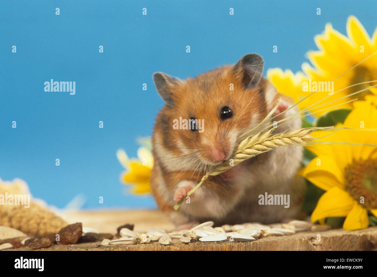 Golden hamster mesocricetus auratus eating -Fotos und -Bildmaterial in ...