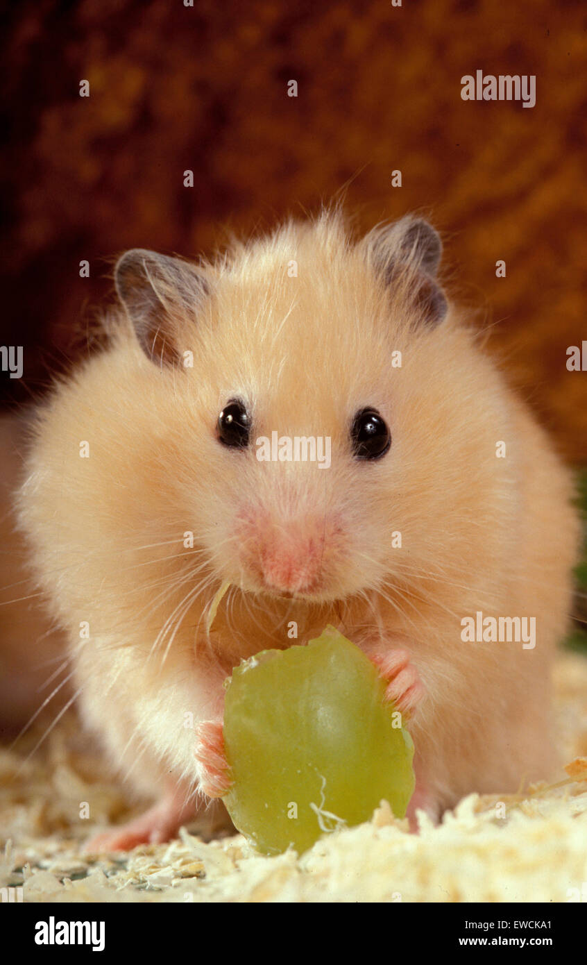 Goldhamster, Haustier Hamster (Mesocricetus Auratus). Teddy Hamster ...