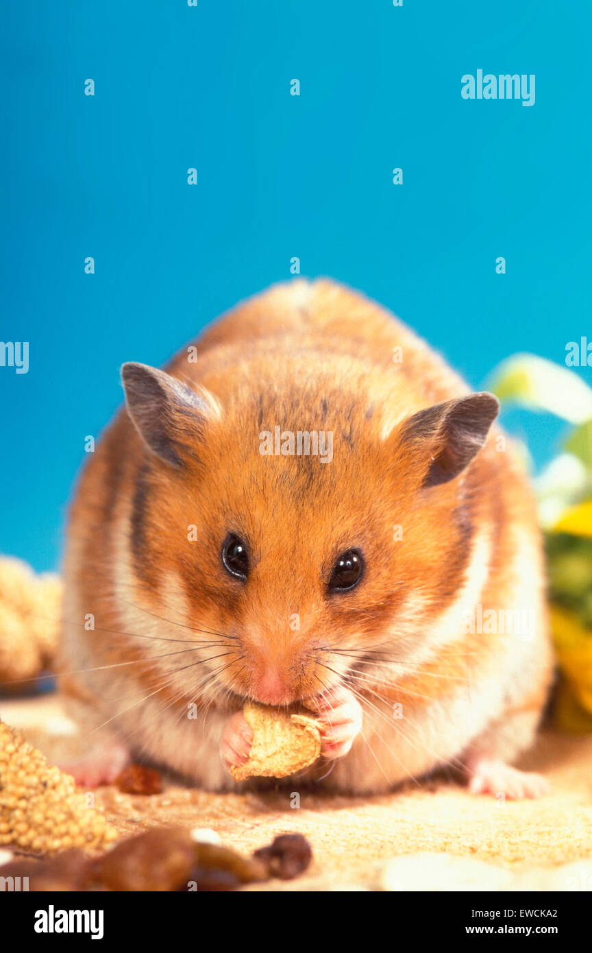 Golden hamster mesocricetus auratus eating -Fotos und -Bildmaterial in ...