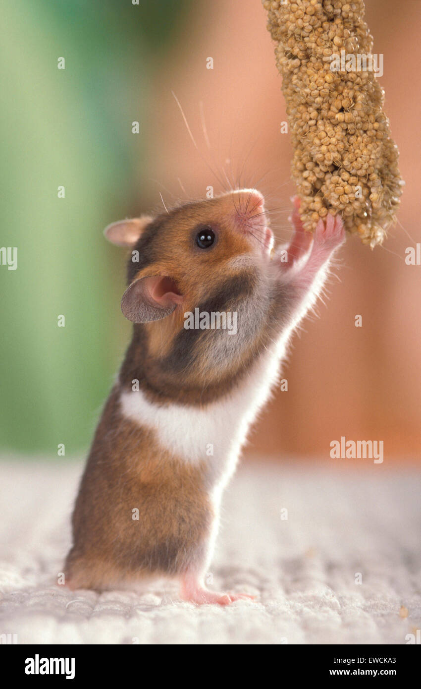 Golden hamster (mesocricetus auratus) -Fotos und -Bildmaterial in hoher ...