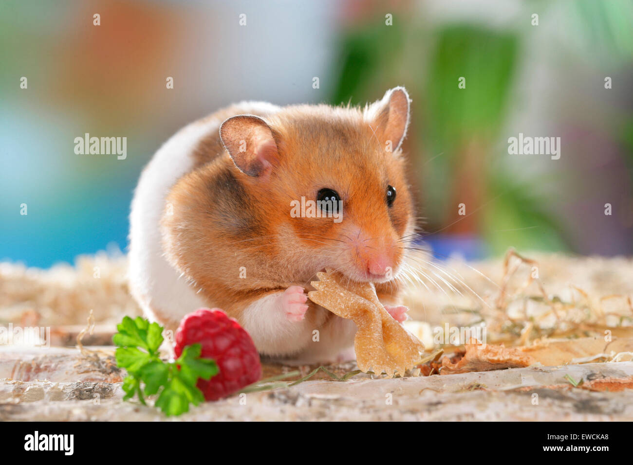 Golden hamster (mesocricetus auratus) -Fotos und -Bildmaterial in hoher ...