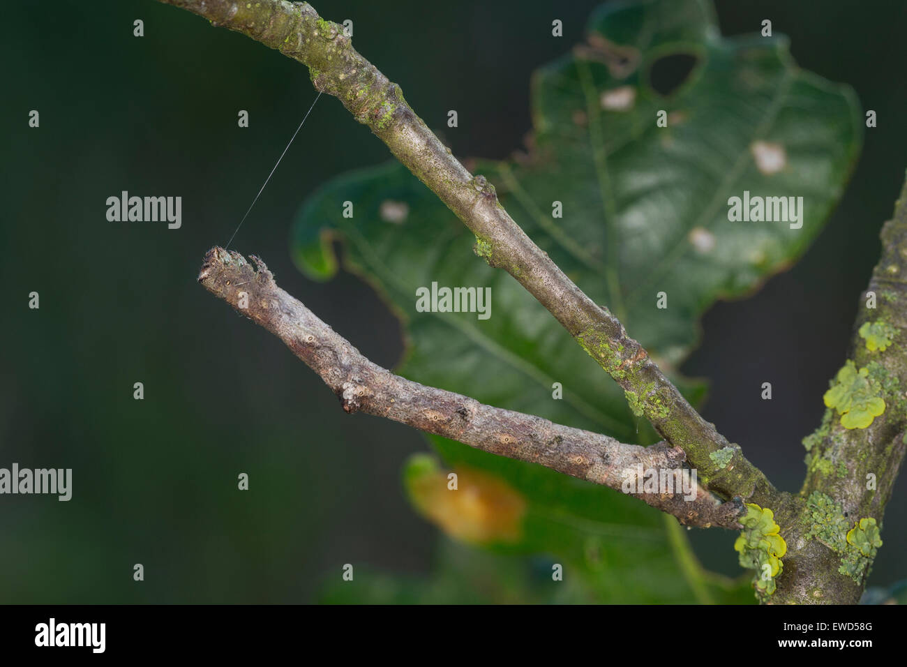 Blass, Eiche Schönheit, Raupe, Mimesis, Aschgrauer Baumspanner ...