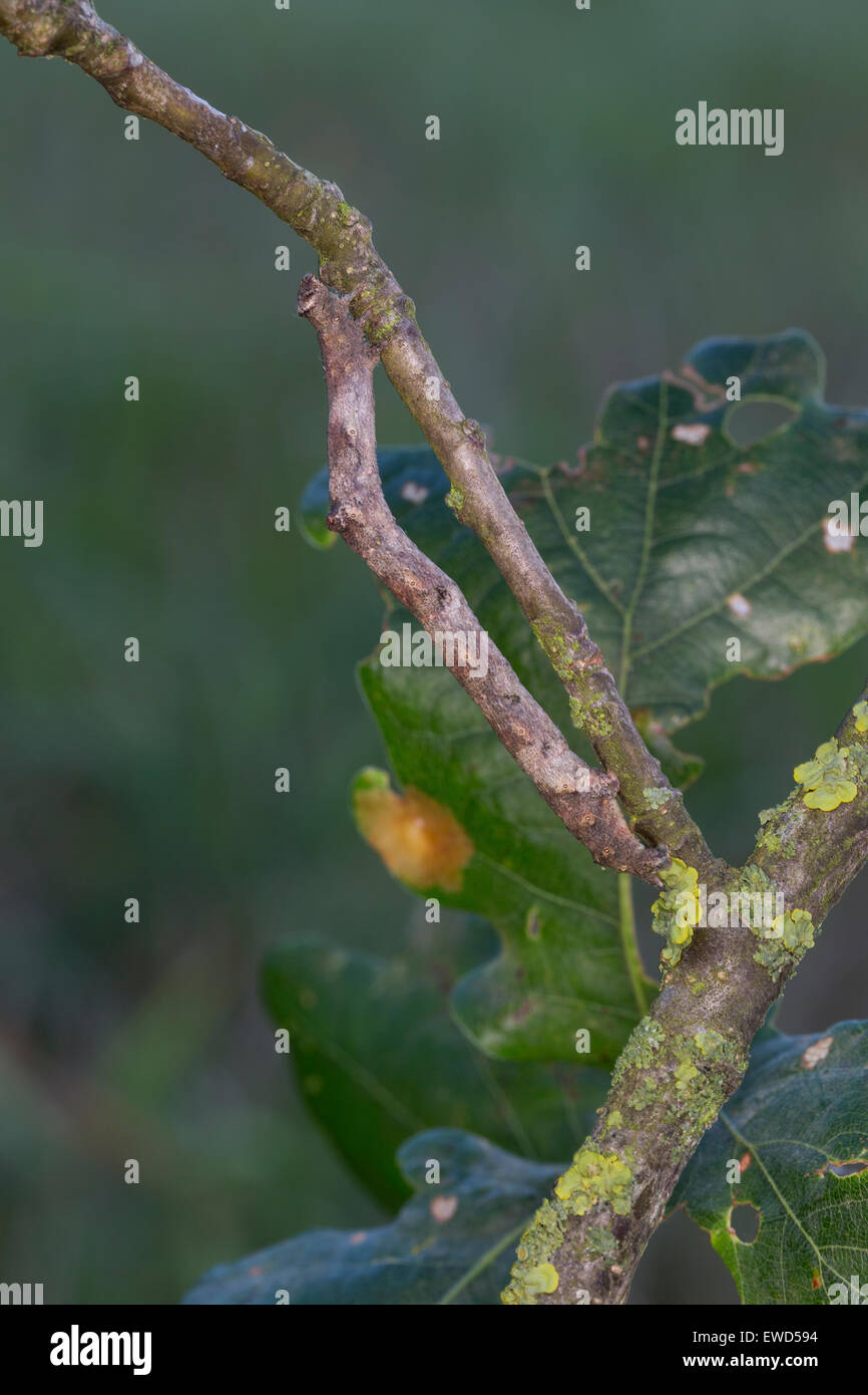 Blass, Eiche Schönheit, Raupe, Mimesis, Aschgrauer Baumspanner ...