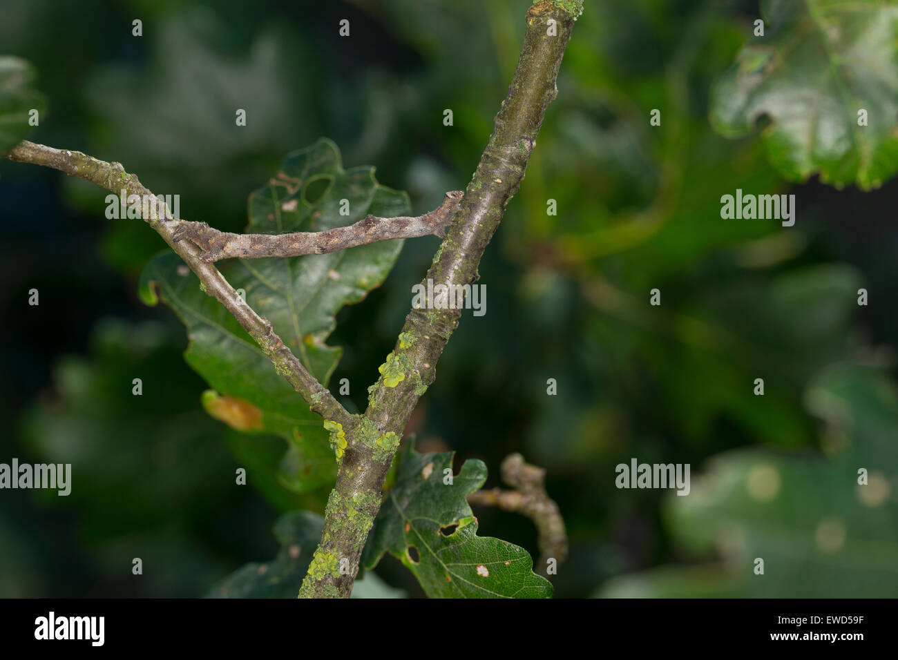 Blass, Eiche Schönheit, Raupe, Mimesis, Aschgrauer Baumspanner ...