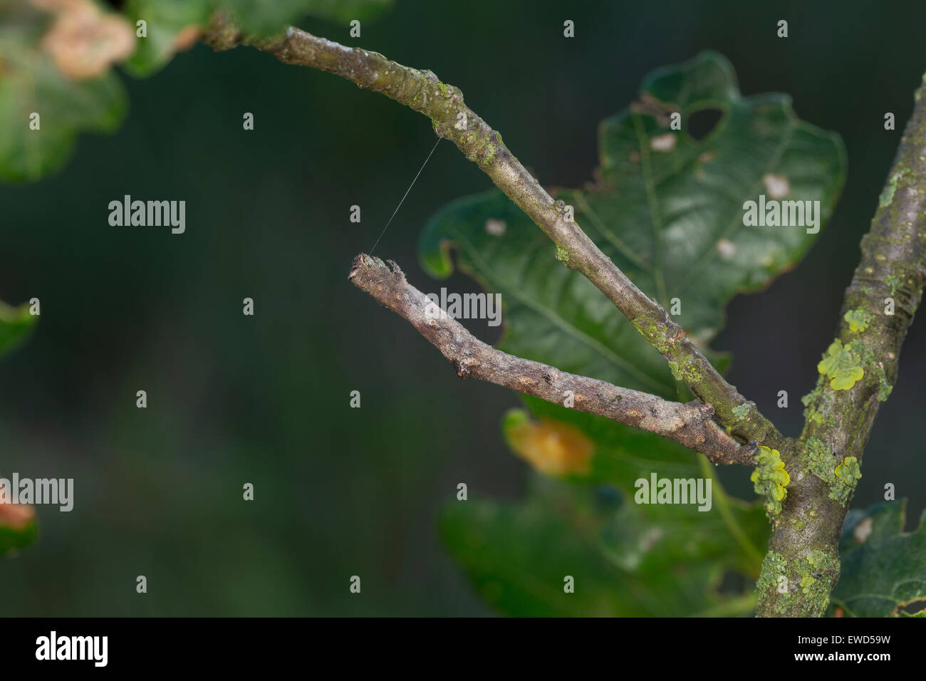 Blass, Eiche Schönheit, Raupe, Mimesis, Aschgrauer Baumspanner ...