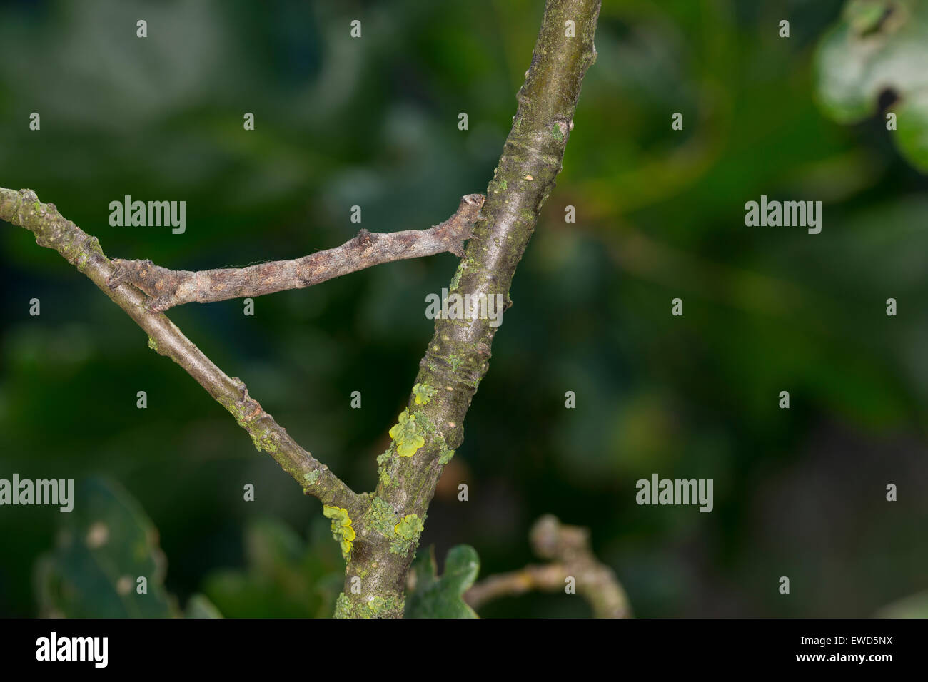 Blass, Eiche Schönheit, Raupe, Mimesis, Aschgrauer Baumspanner ...