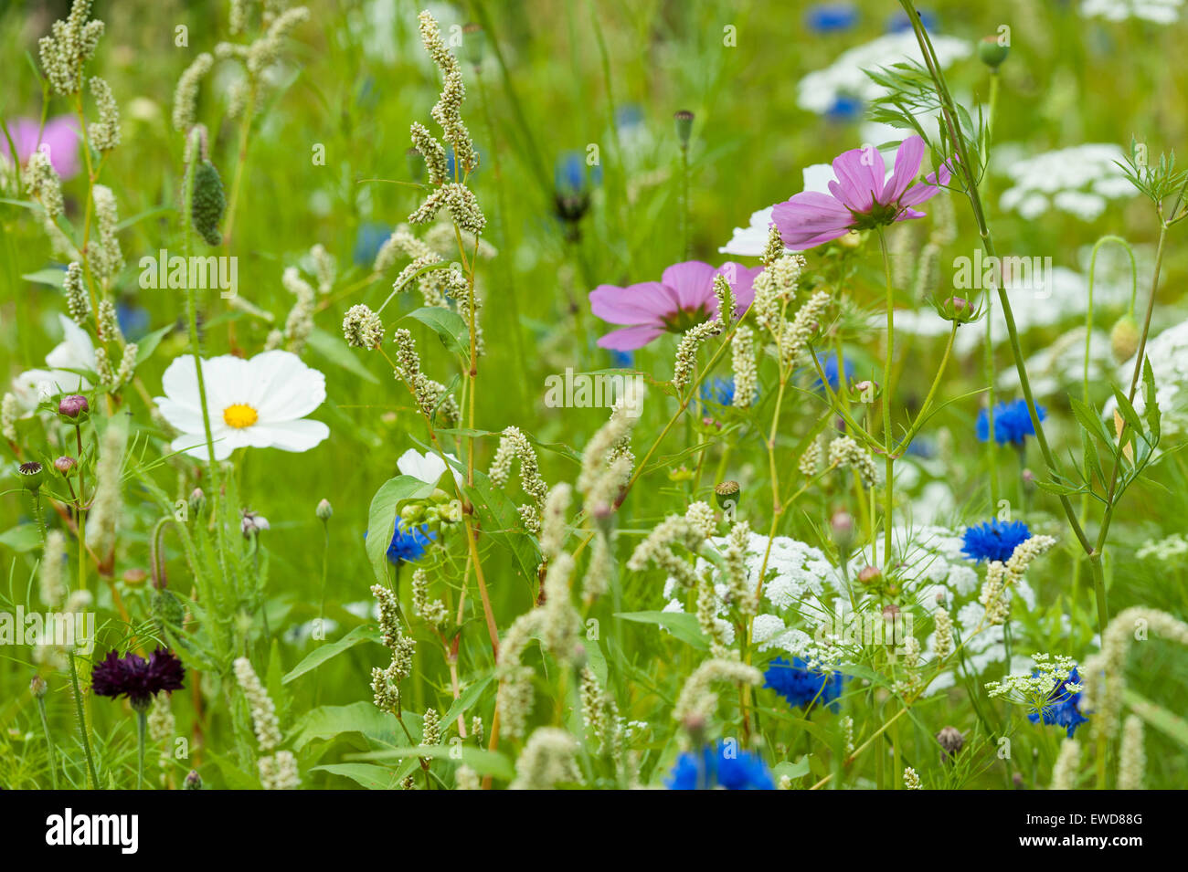 Die samen des kosmos -Fotos und -Bildmaterial in hoher Auflösung – Alamy