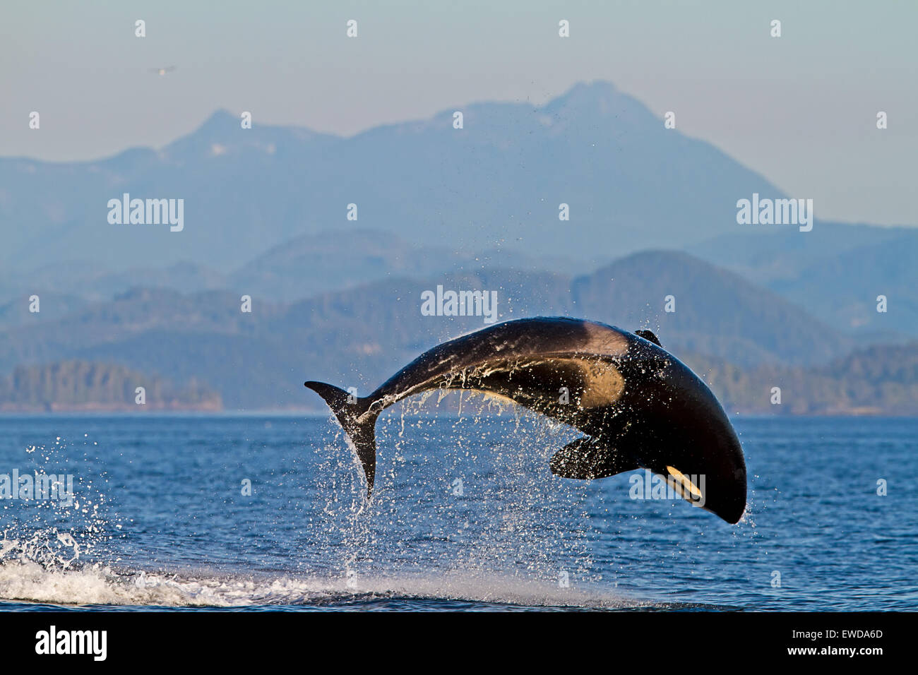 Ein orca wal -Fotos und -Bildmaterial in hoher Auflösung – Alamy