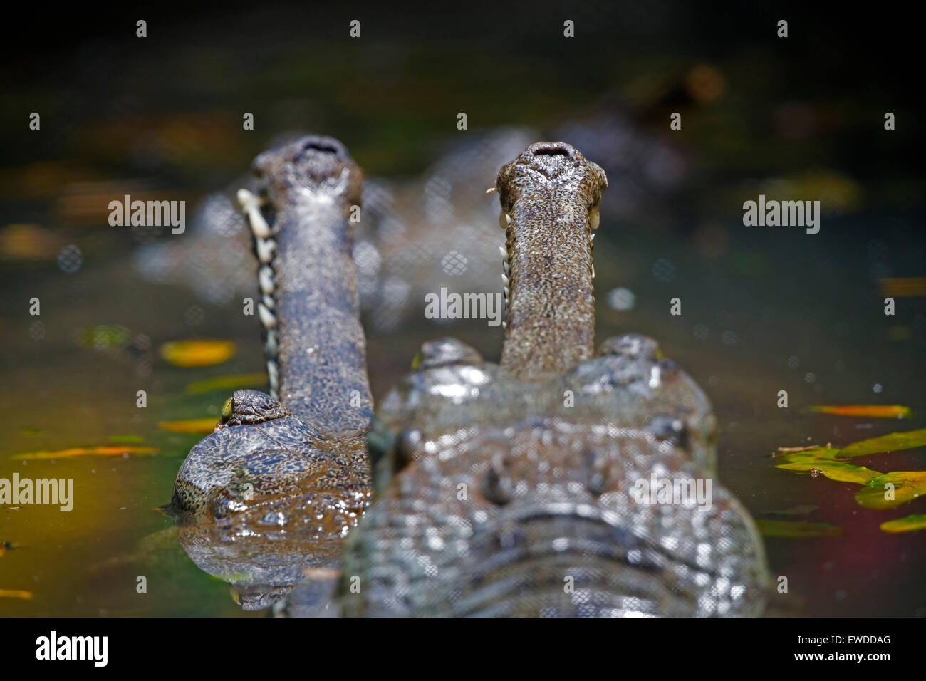 Baby gharial -Fotos und -Bildmaterial in hoher Auflösung – Alamy
