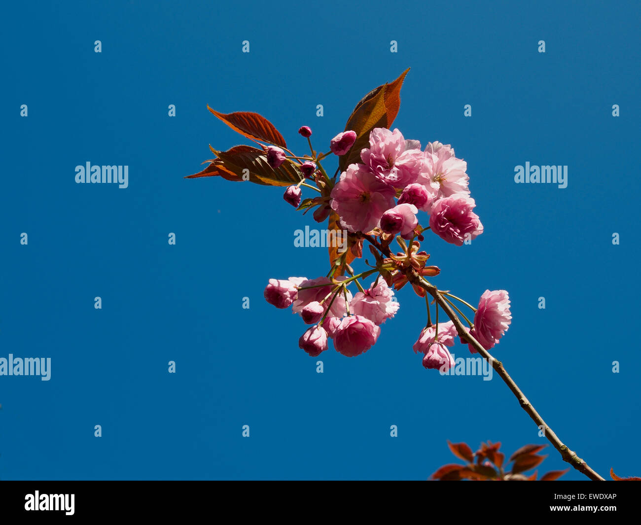 Japanese flowering cherry tree -Fotos und -Bildmaterial in hoher ...