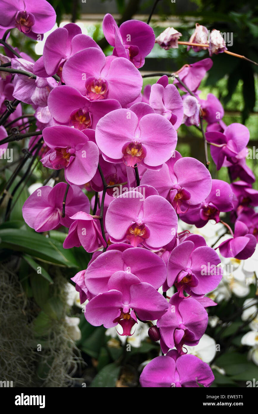 China shanghai orchidee orchideen -Fotos und -Bildmaterial in hoher ...
