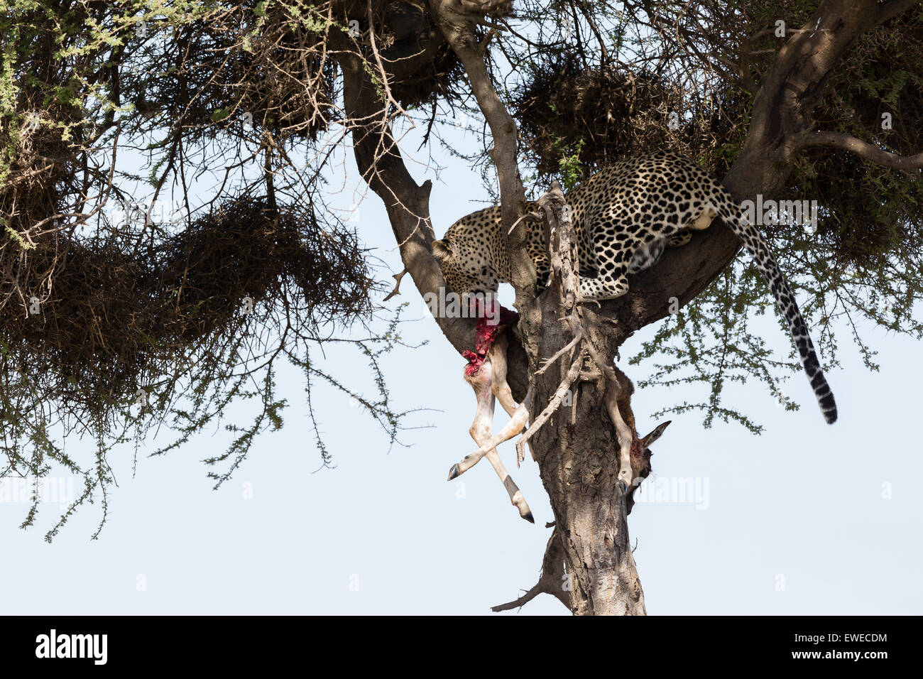 Leopard beute im baum -Fotos und -Bildmaterial in hoher Auflösung – Alamy