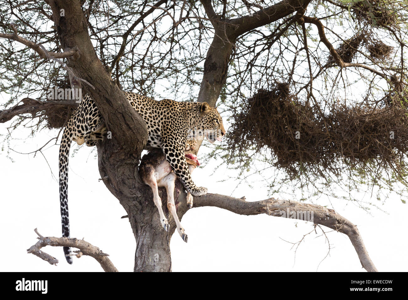 Leopard beute im baum -Fotos und -Bildmaterial in hoher Auflösung – Alamy