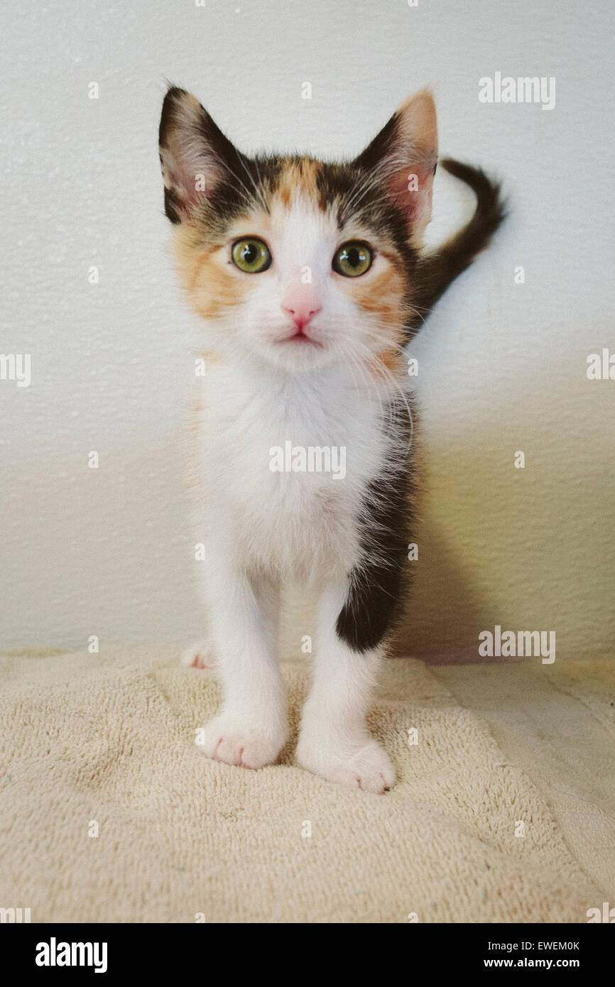 Calico kitten -Fotos und -Bildmaterial in hoher Auflösung – Alamy