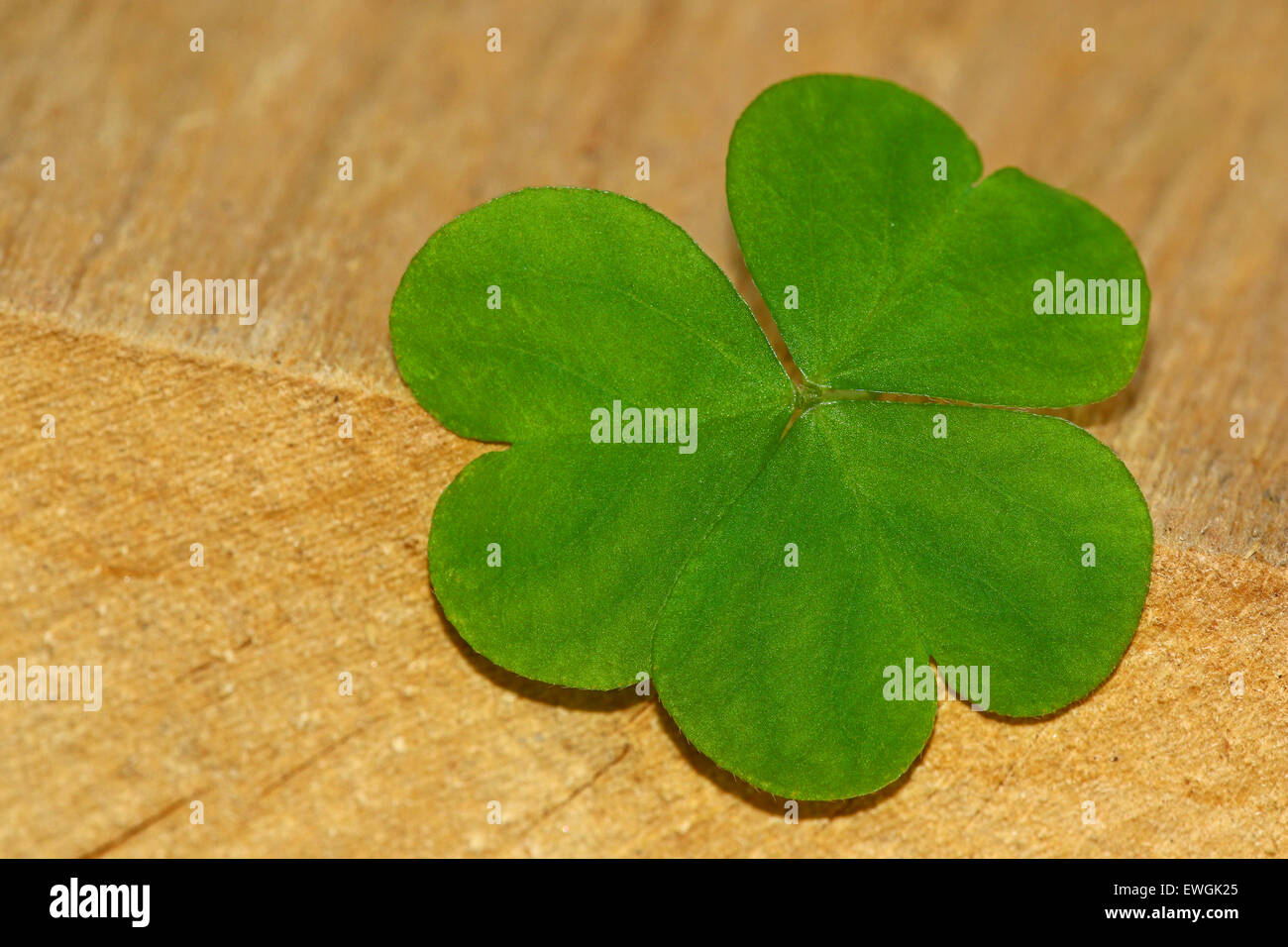 Lucky clover wood -Fotos und -Bildmaterial in hoher Auflösung – Alamy