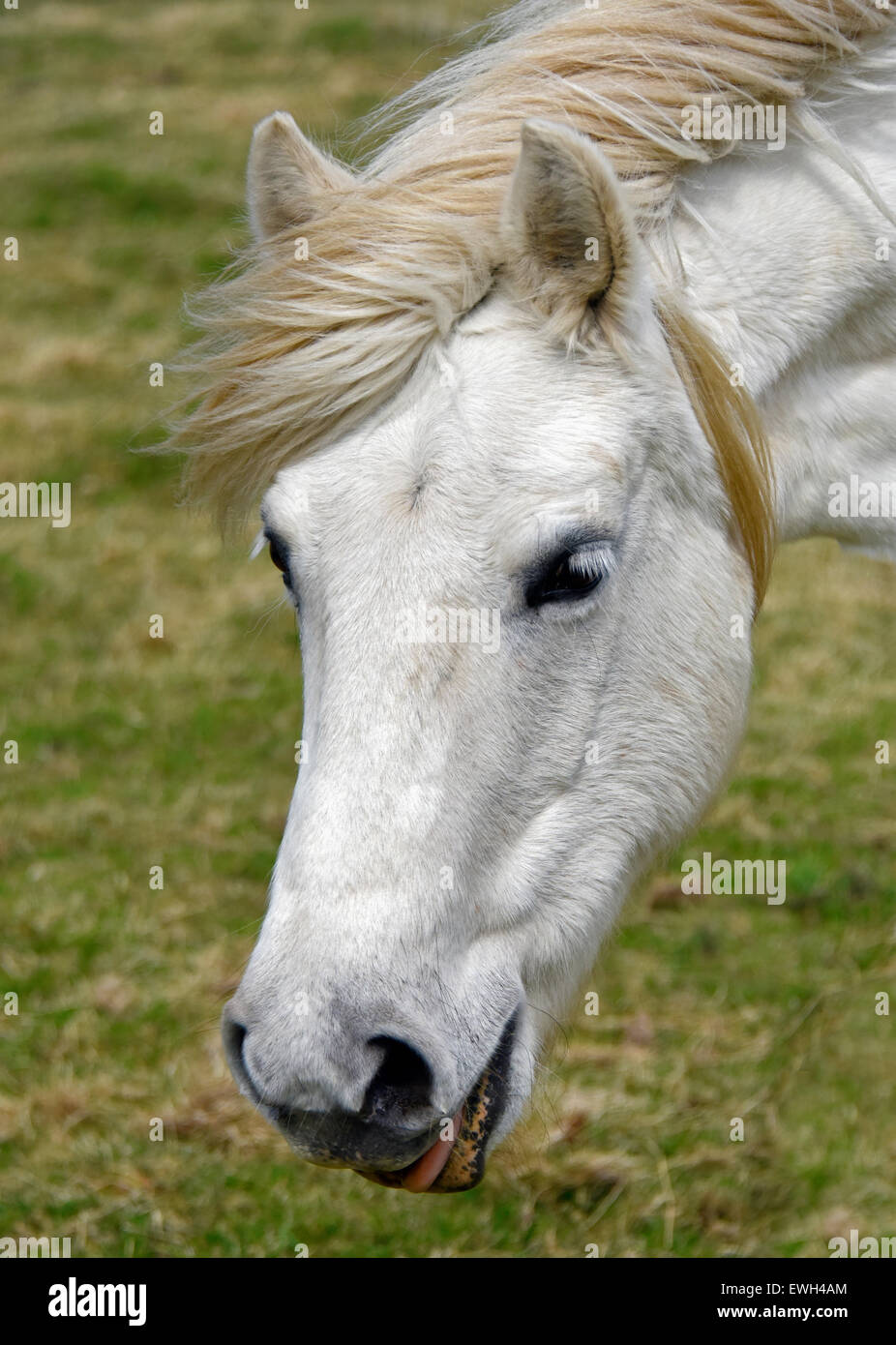 Pferd pony schottland -Fotos und -Bildmaterial in hoher Auflösung – Alamy
