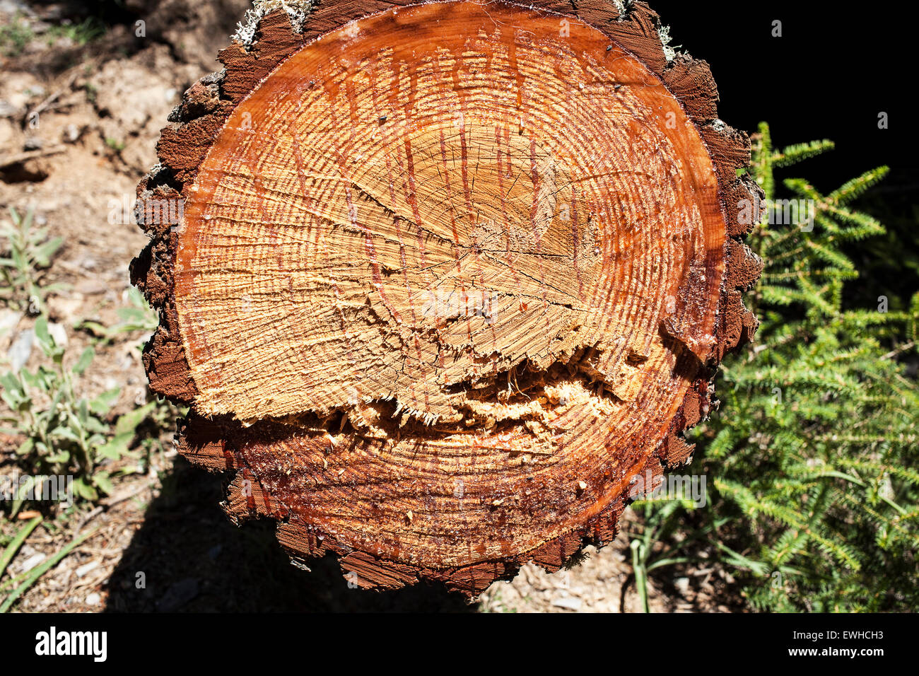 Kiefernstamm harz -Fotos und -Bildmaterial in hoher Auflösung – Alamy