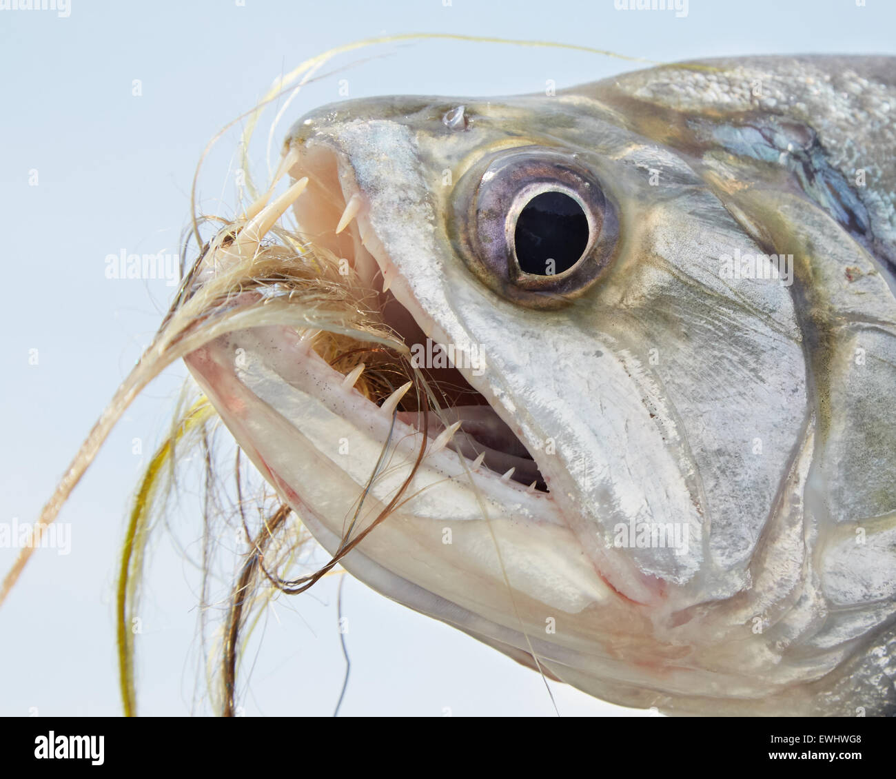 Payara fish -Fotos und -Bildmaterial in hoher Auflösung – Alamy