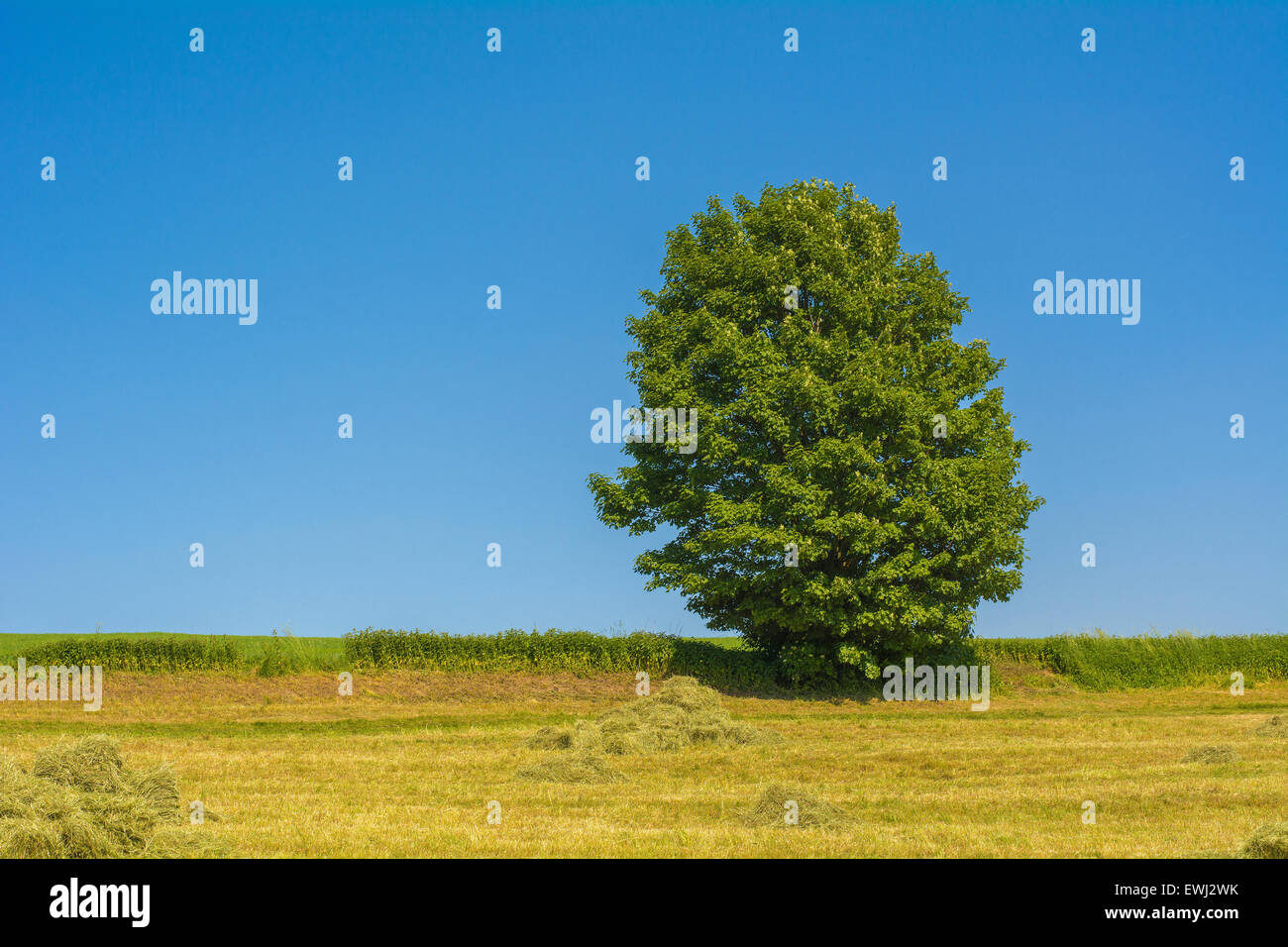 Baum auf einer wiese -Fotos und -Bildmaterial in hoher Auflösung – Alamy