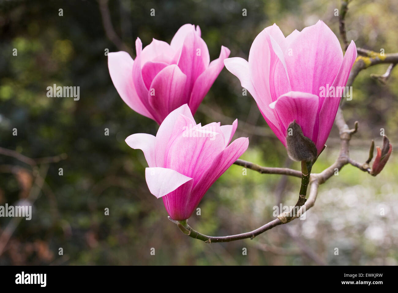 Magnolienspektrum blume -Fotos und -Bildmaterial in hoher Auflösung – Alamy