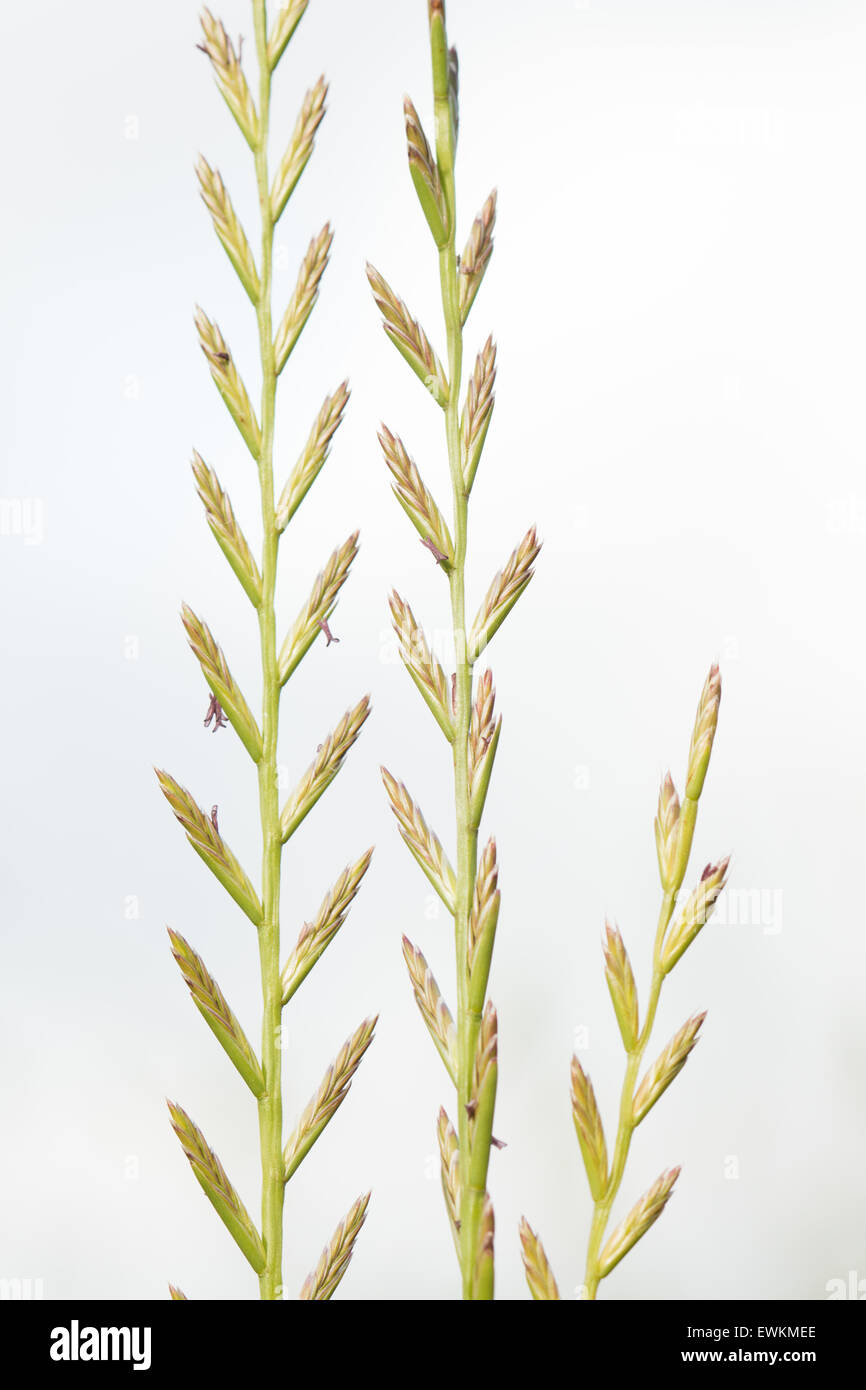 Gramineae echtes gras -Fotos und -Bildmaterial in hoher Auflösung – Alamy