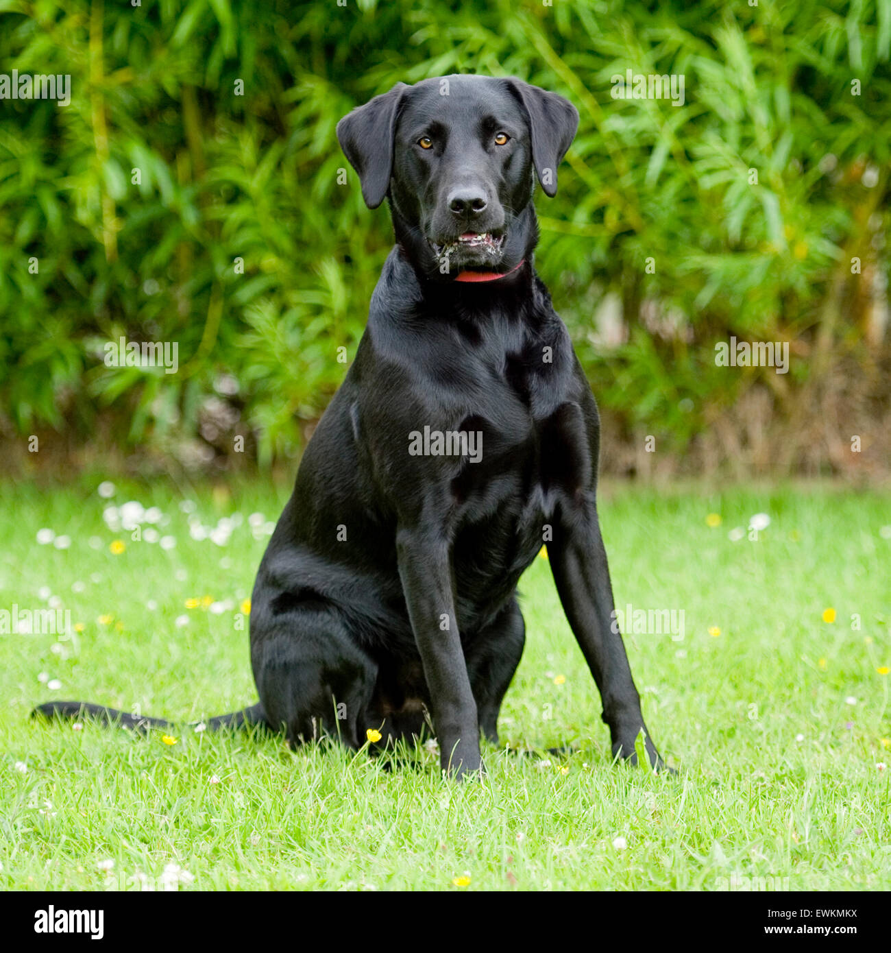 schwarzer Labrador retriever Stockfotografie - Alamy