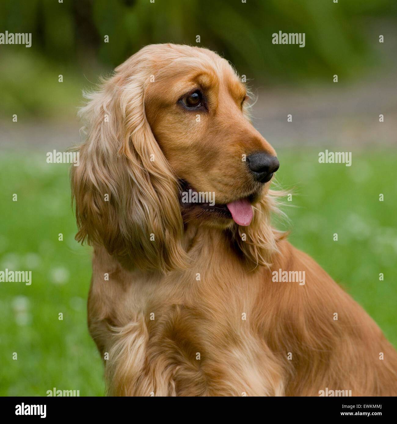 Goldene Cocker Spaniel Hund Stockfotografie - Alamy