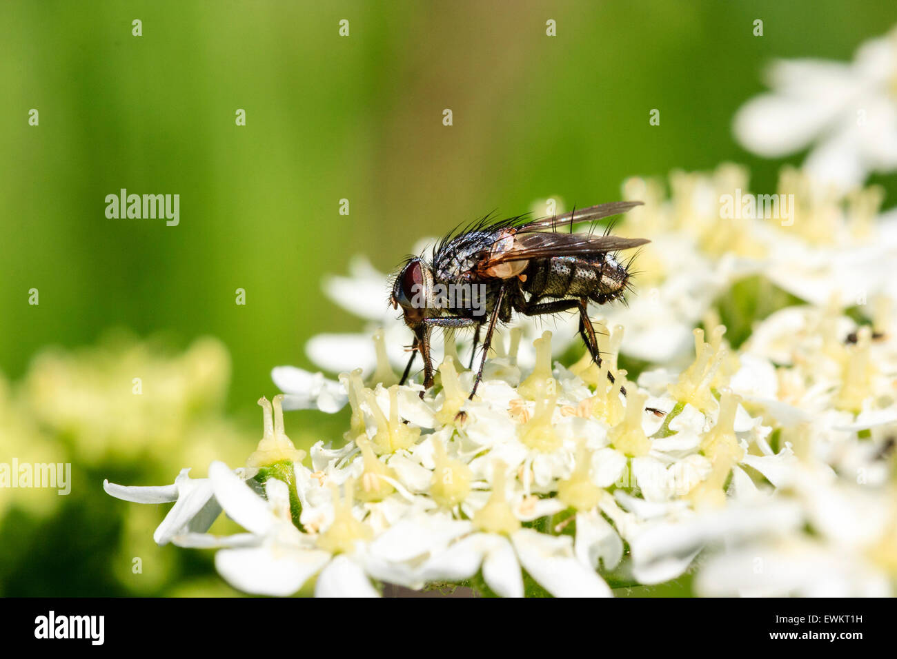 Phaonia valida -Fotos und -Bildmaterial in hoher Auflösung – Alamy
