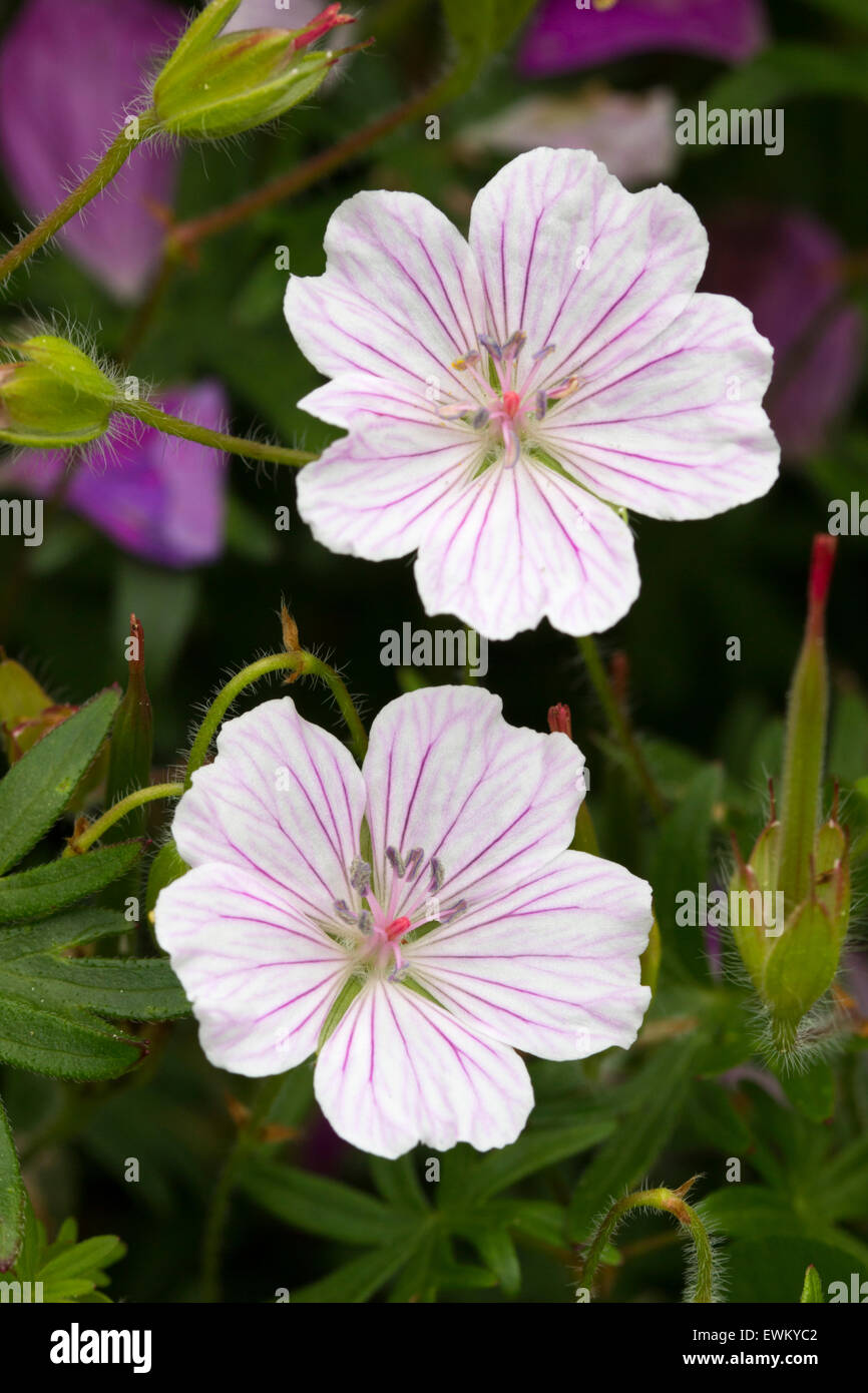 Geranium sanguineum striatum -Fotos und -Bildmaterial in hoher ...