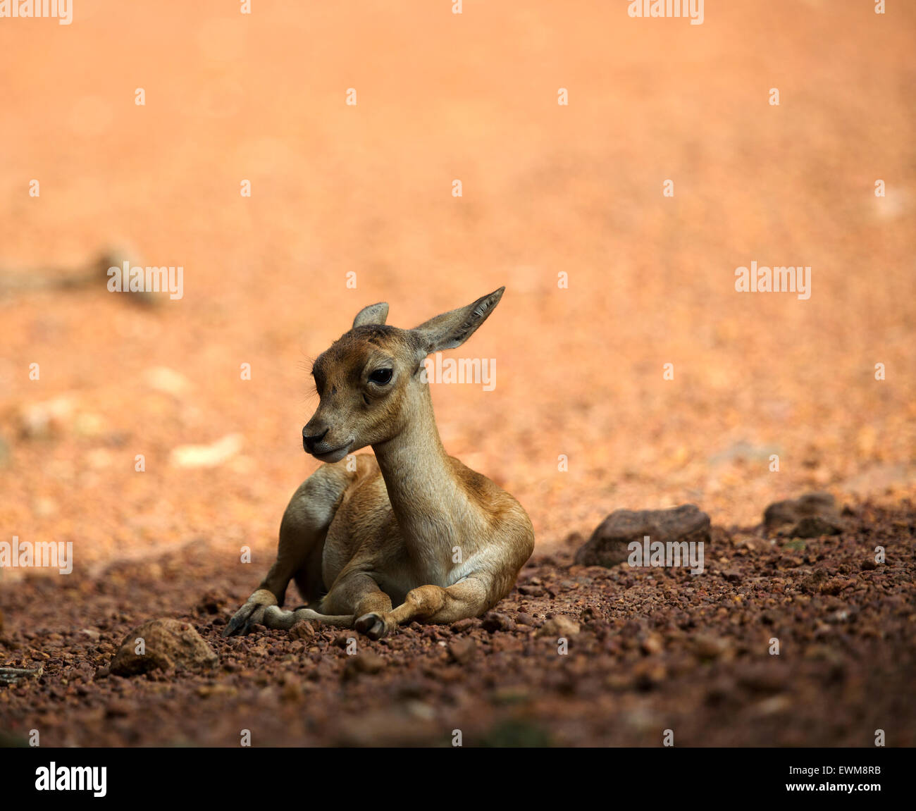 Baby peacock -Fotos und -Bildmaterial in hoher Auflösung - Seite 2 - Alamy