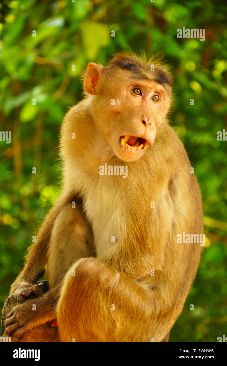 Monkey teeth -Fotos und -Bildmaterial in hoher Auflösung – Alamy