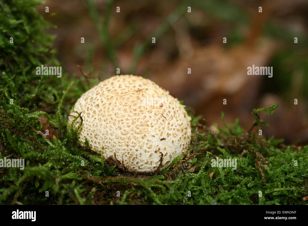 Puff ball pilz -Fotos und -Bildmaterial in hoher Auflösung – Alamy
