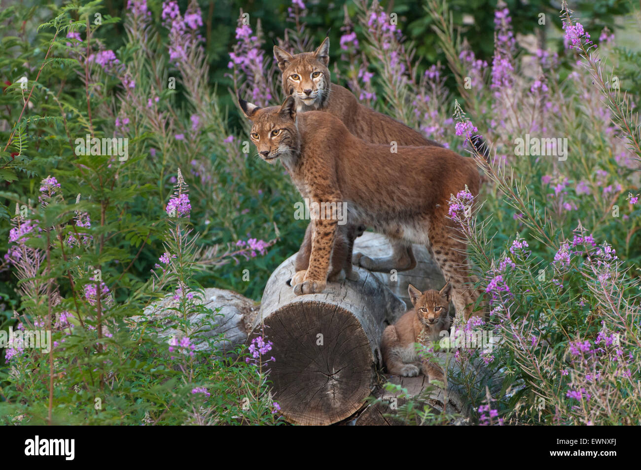 Eurasischer luchs luchs luchs stehend -Fotos und -Bildmaterial in hoher ...