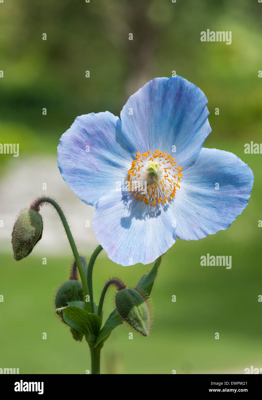 Meconopsis Lingholm Blaue Mohnblumen Stockfotos und -bilder Kaufen - Alamy
