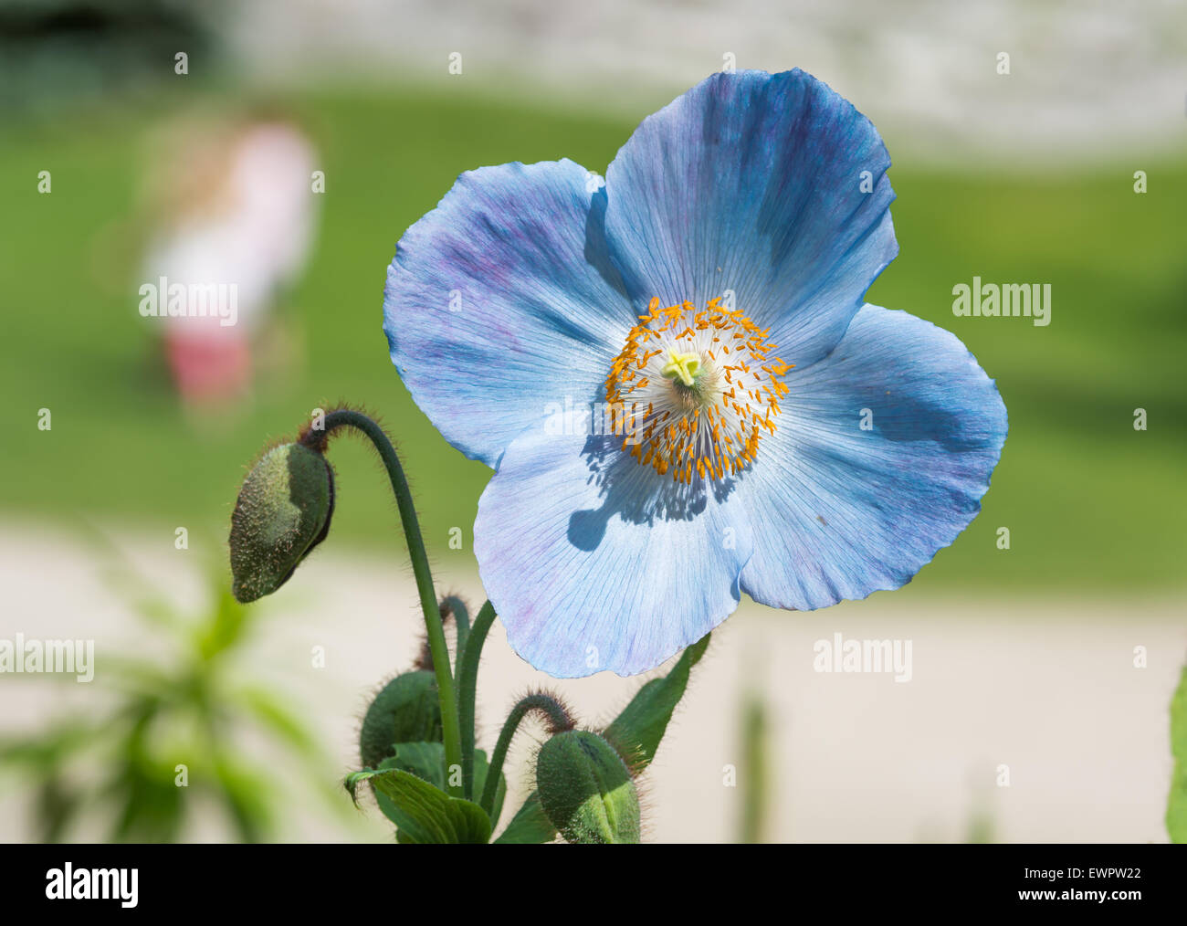 Meconopsis blaue mohnblumen -Fotos und -Bildmaterial in hoher Auflösung ...