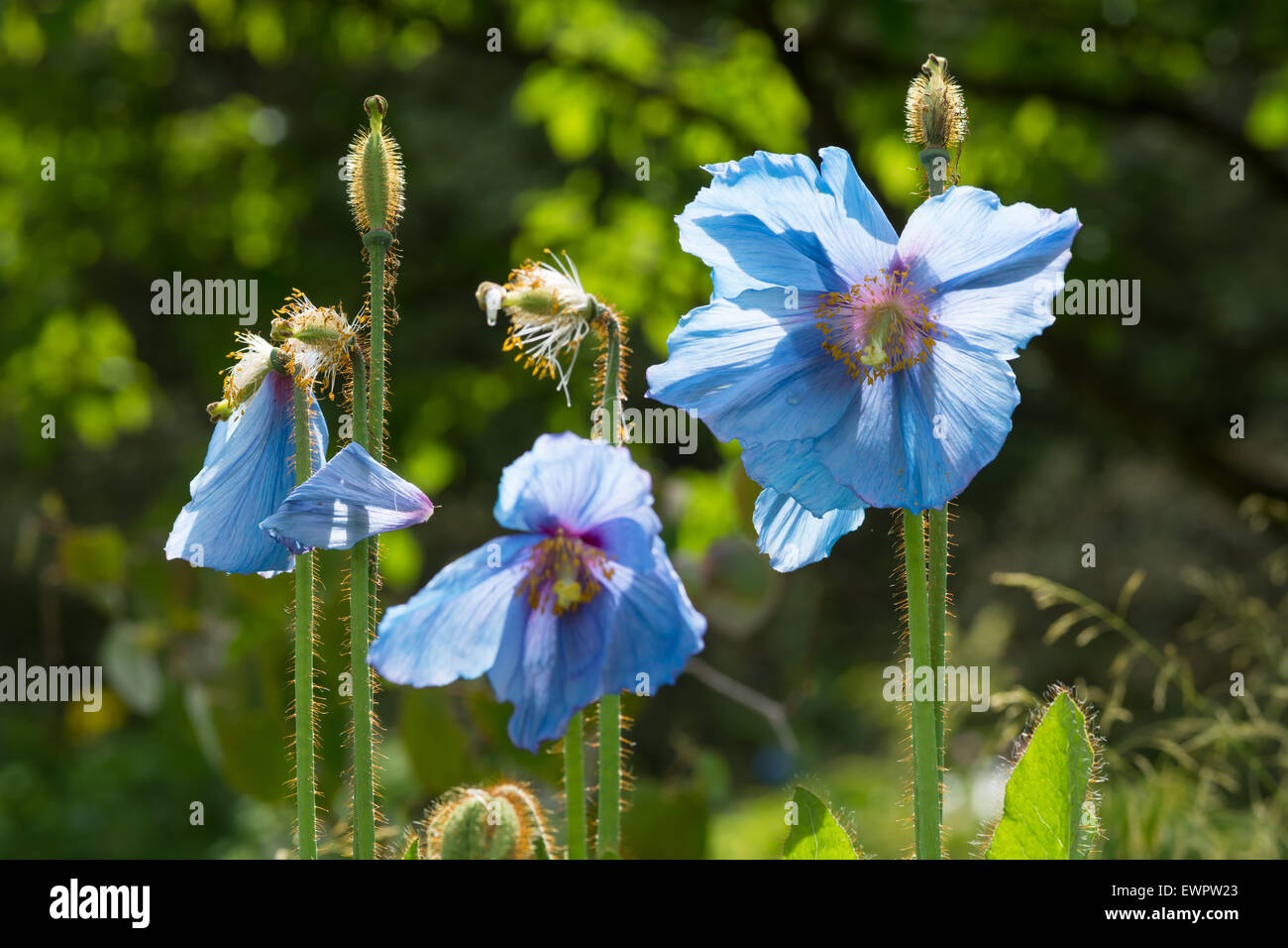 Blauer mohn lingholm -Fotos und -Bildmaterial in hoher Auflösung – Alamy