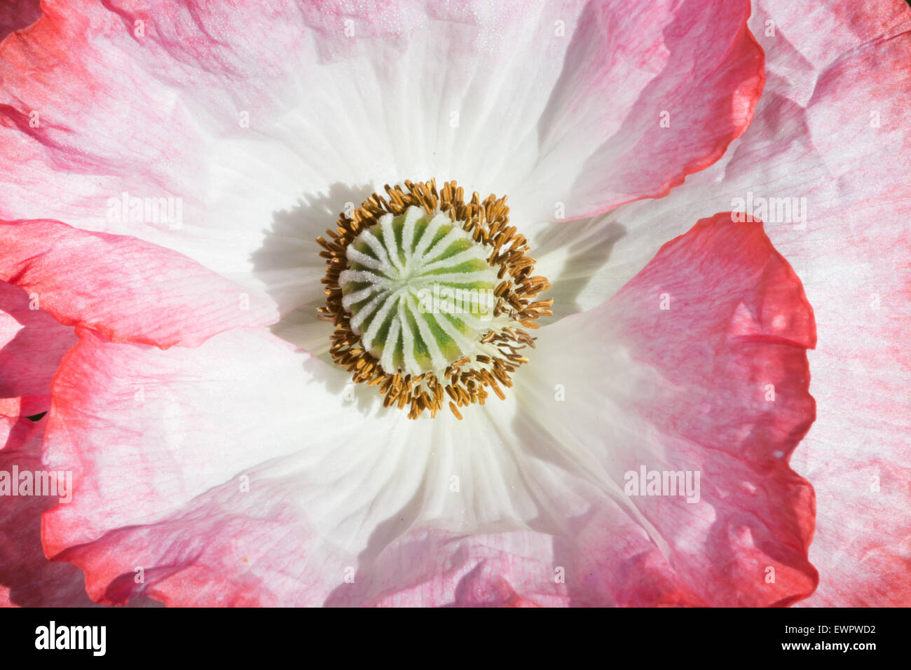 Shirley poppies -Fotos und -Bildmaterial in hoher Auflösung – Alamy