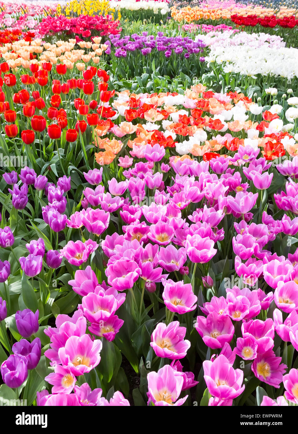 Blumen-Feld mit verschiedenen farbigen Tulpen im Keukenhof Holland ...