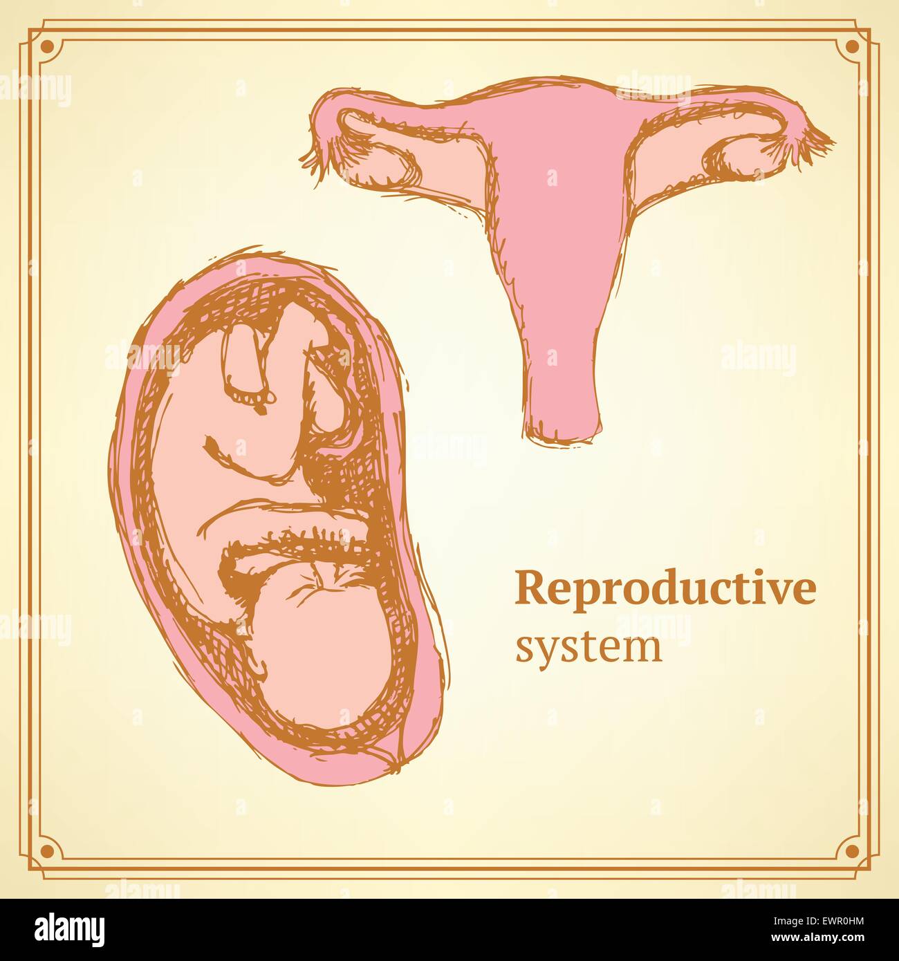 Umbilical system Stock-Vektorgrafiken kaufen - Alamy